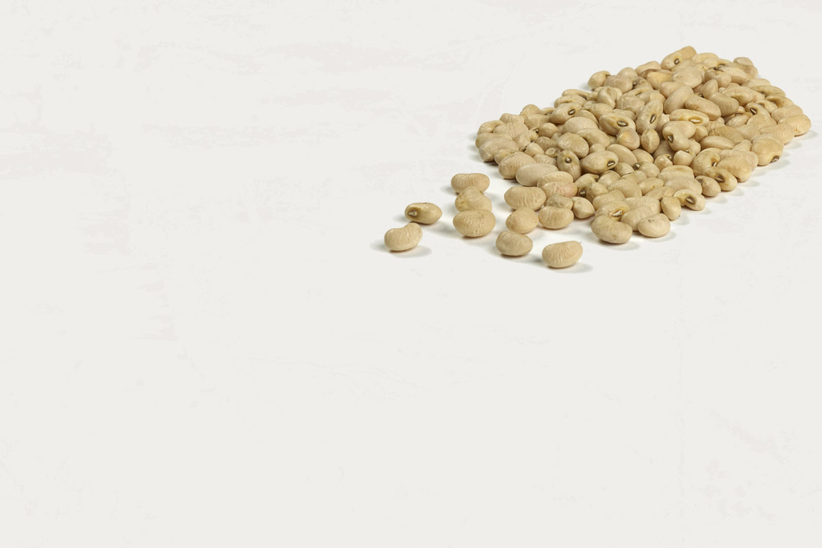 What Are Lady Cream Peas? :: about-beans :: Camellia Brand